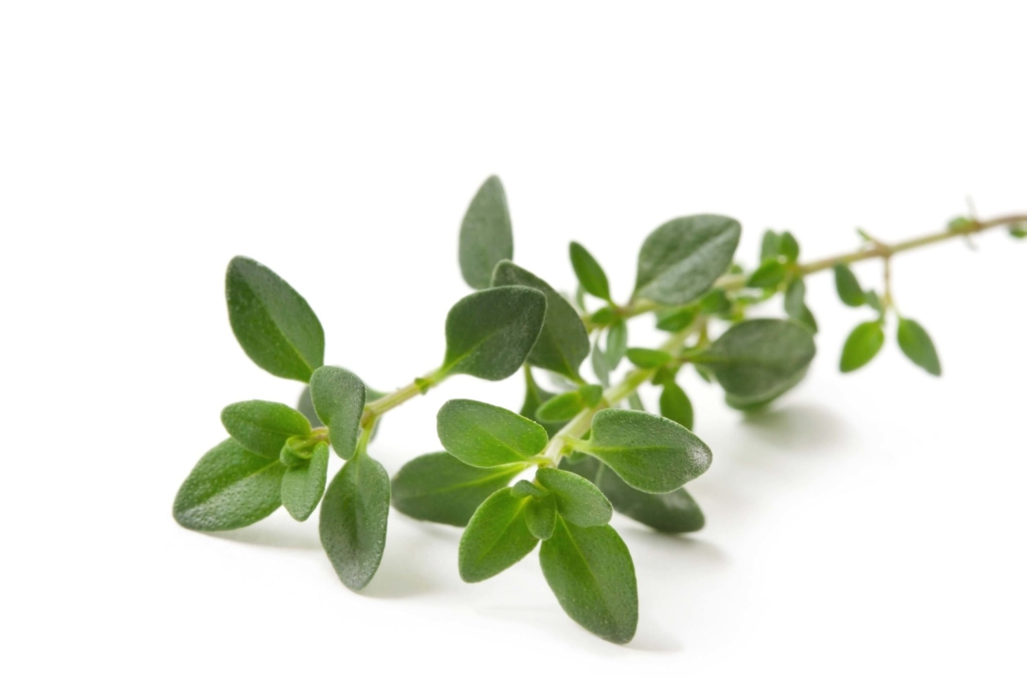 A Guide To Cooking With Fresh Herbs | How to Use Fresh Herbs - The ...