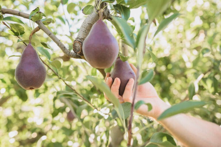 All About Pacific Northwest Pears: Taste, Nutrition, Recipes