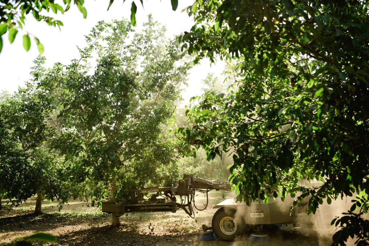 California Walnuts: Nutrition, Storage Tips, and Recipes