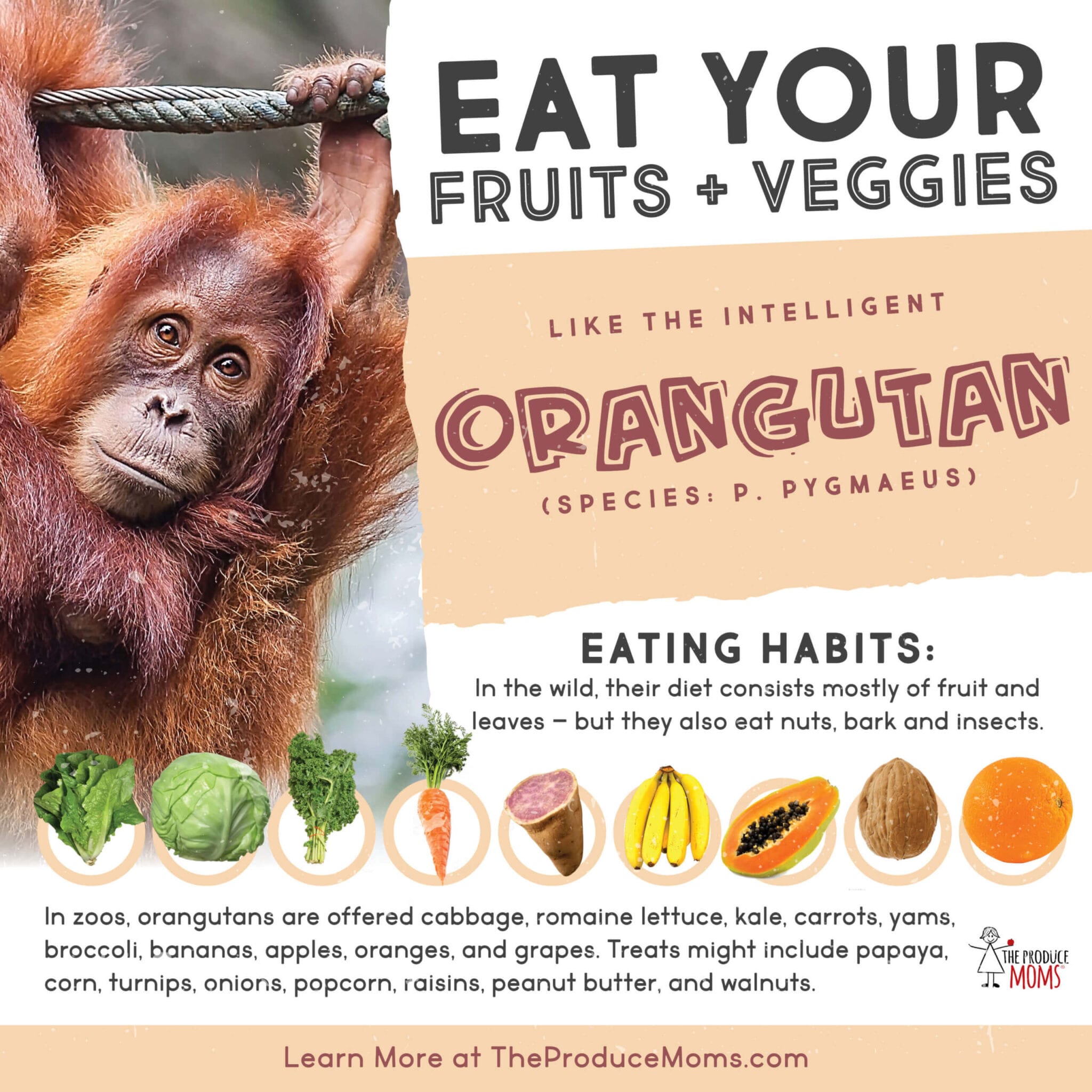 Eat Like An Orangutan: Salad Roll & Fruit Salad Buffet
