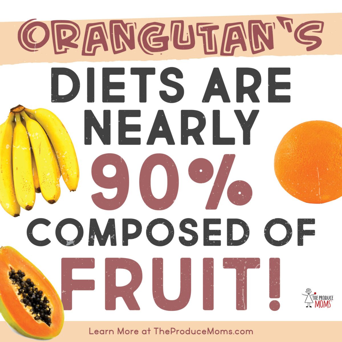 Eat Like An Orangutan: Salad Roll & Fruit Salad Buffet