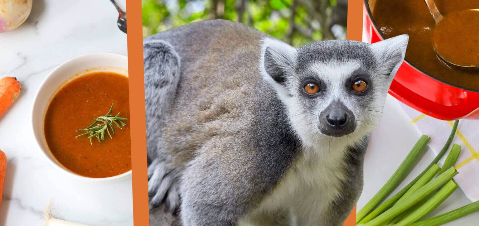 Eat Like a Ring-Tailed Lemur: Malagasy Lasopy Soup