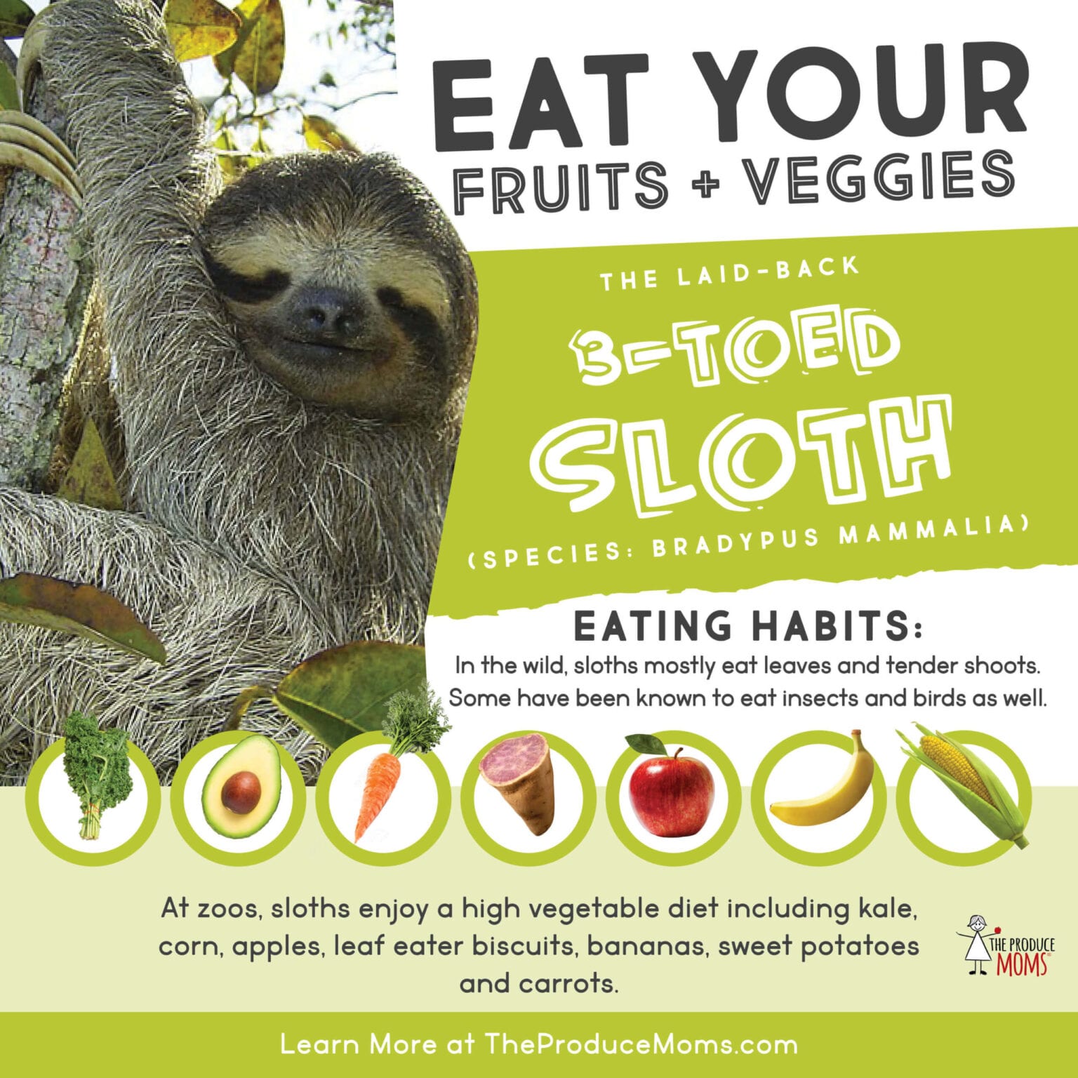 Eat Like a Sloth: Stuffed Tropical Avocados - The Produce Moms