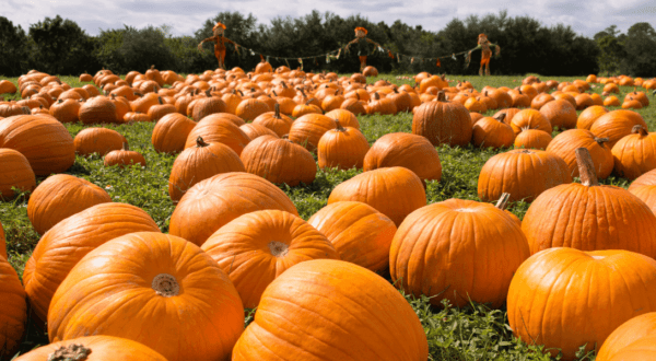 How To Pick a Pumpkin - The Produce Moms