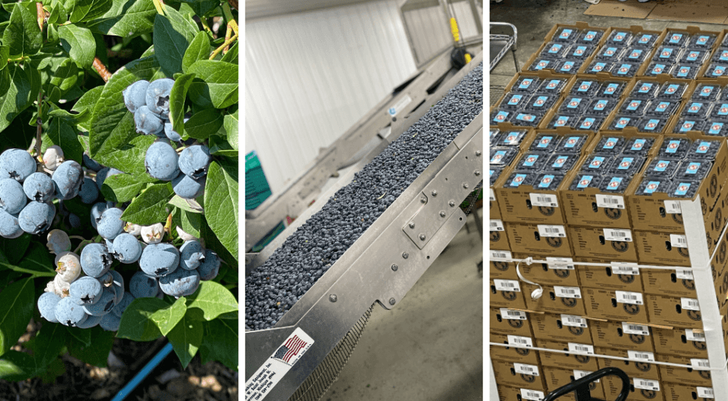 Michigan Blueberry Farm Tour 2022 - The Produce Moms