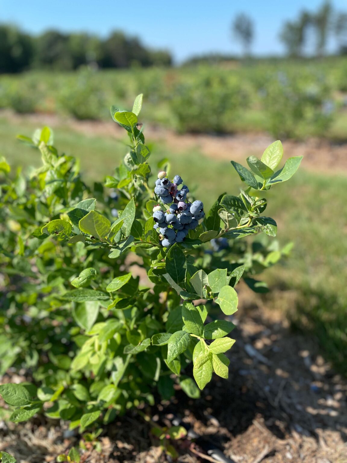 Michigan Blueberry Farm Tour 2022 - The Produce Moms