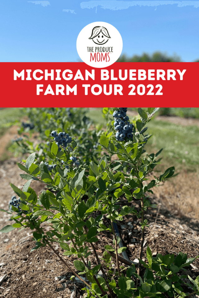 Michigan Blueberry Farm Tour 2022 - The Produce Moms