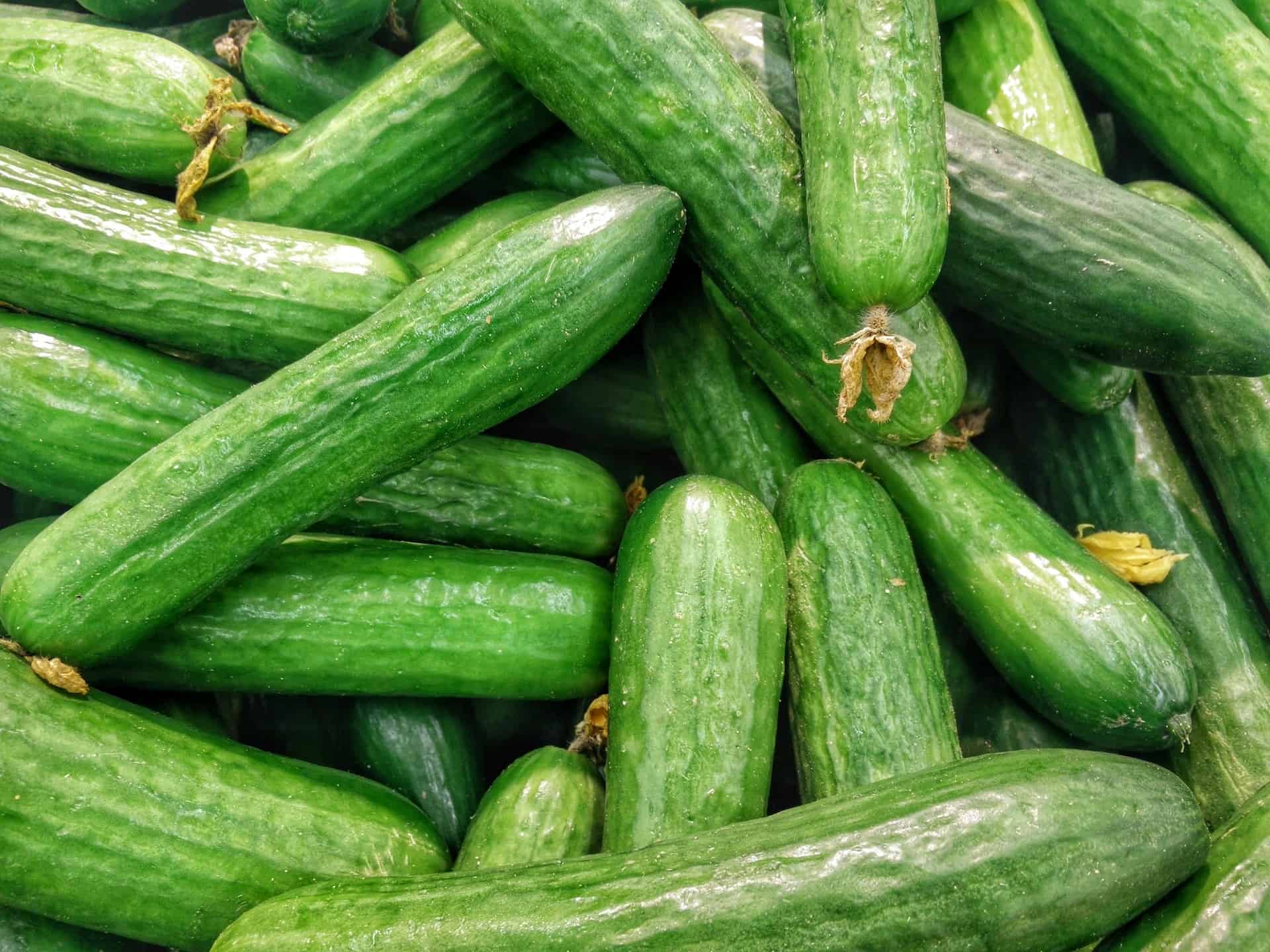 Growing Cucumbers? 7 Tips for a Massive Harvest - The Produce Moms