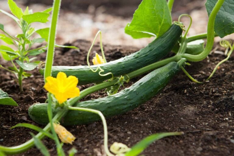 Growing Cucumbers? 7 Tips for a Massive Harvest - The Produce Moms