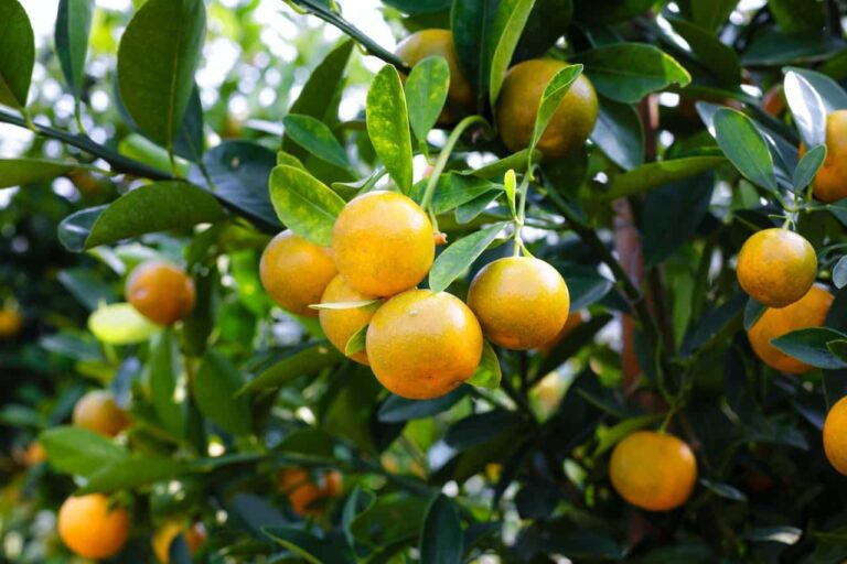 What's in Season August: Fruits & Vegetables - The Produce Moms