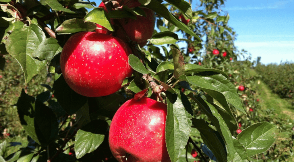 8 of Our Favorite Apple Items at Trader Joe’s This Season - The Produce ...